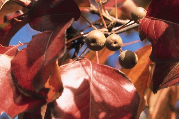 Autumn Blaze Pear - Grasshopper Gardens