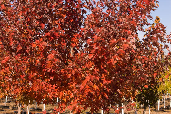 Autumn Blaze Maple - Grasshopper Gardens