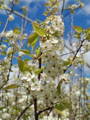Autumn Blaze Pear - Grasshopper Gardens