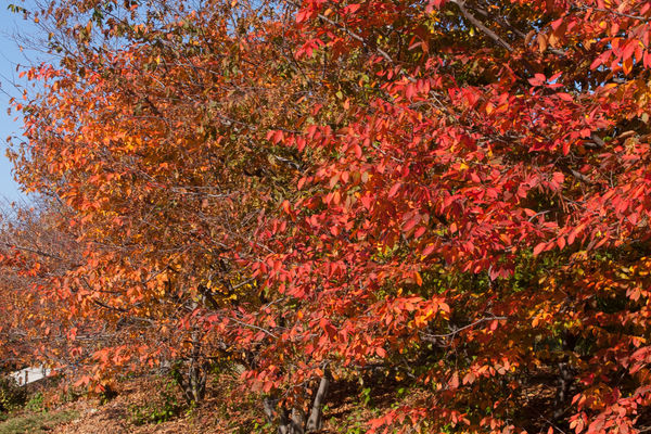 Blue Beech - Grasshopper Gardens