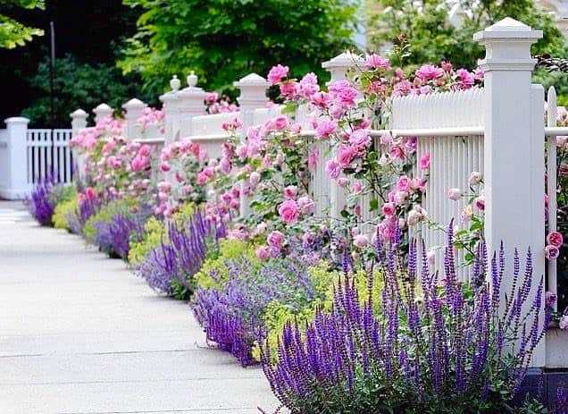 Carefree Wonder Rose - Grasshopper Gardens