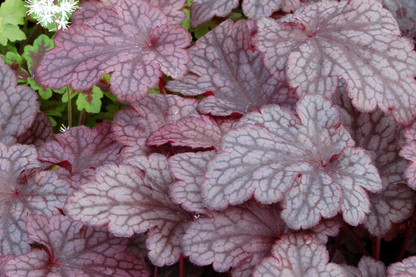 Plum Pudding Coral Bell - Grasshopper Gardens