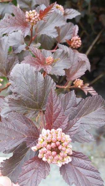 Diabolo Ninebark ‘Tree’ - Grasshopper Gardens