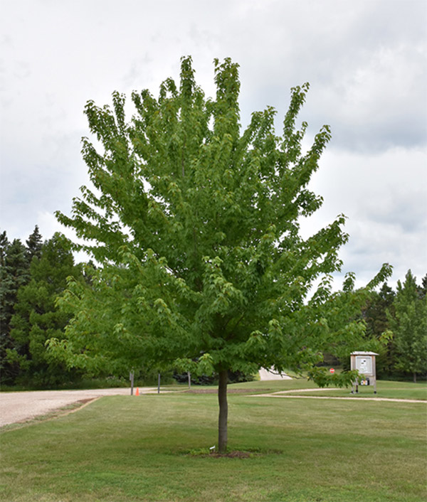 Firefall Maple - Grasshopper Gardens