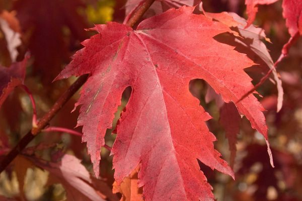 Firefall Maple - Grasshopper Gardens