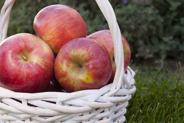 Fireside Apple - Grasshopper Gardens