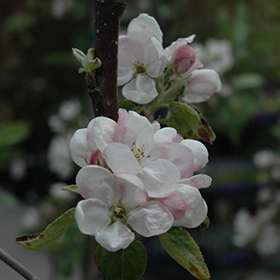 Fireside Apple - Grasshopper Gardens