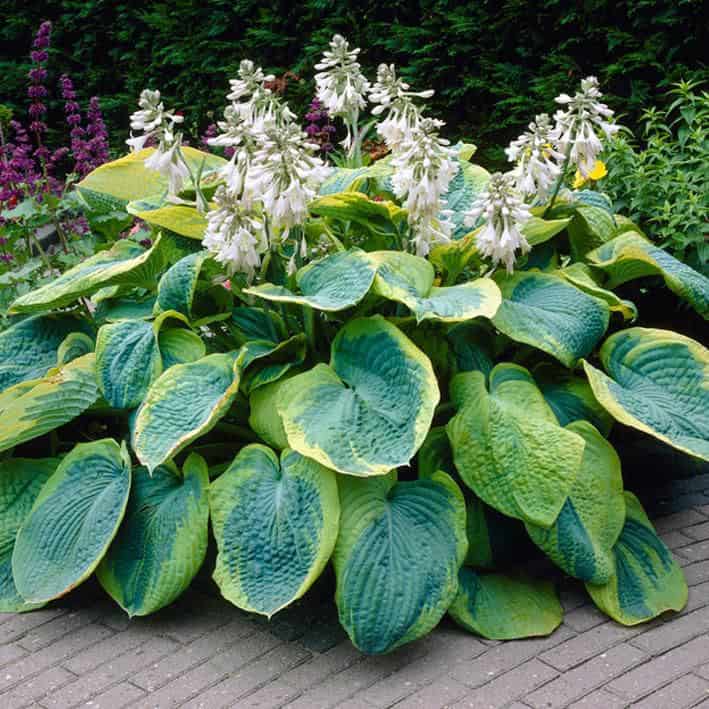Frances Williams Hosta - Grasshopper Gardens