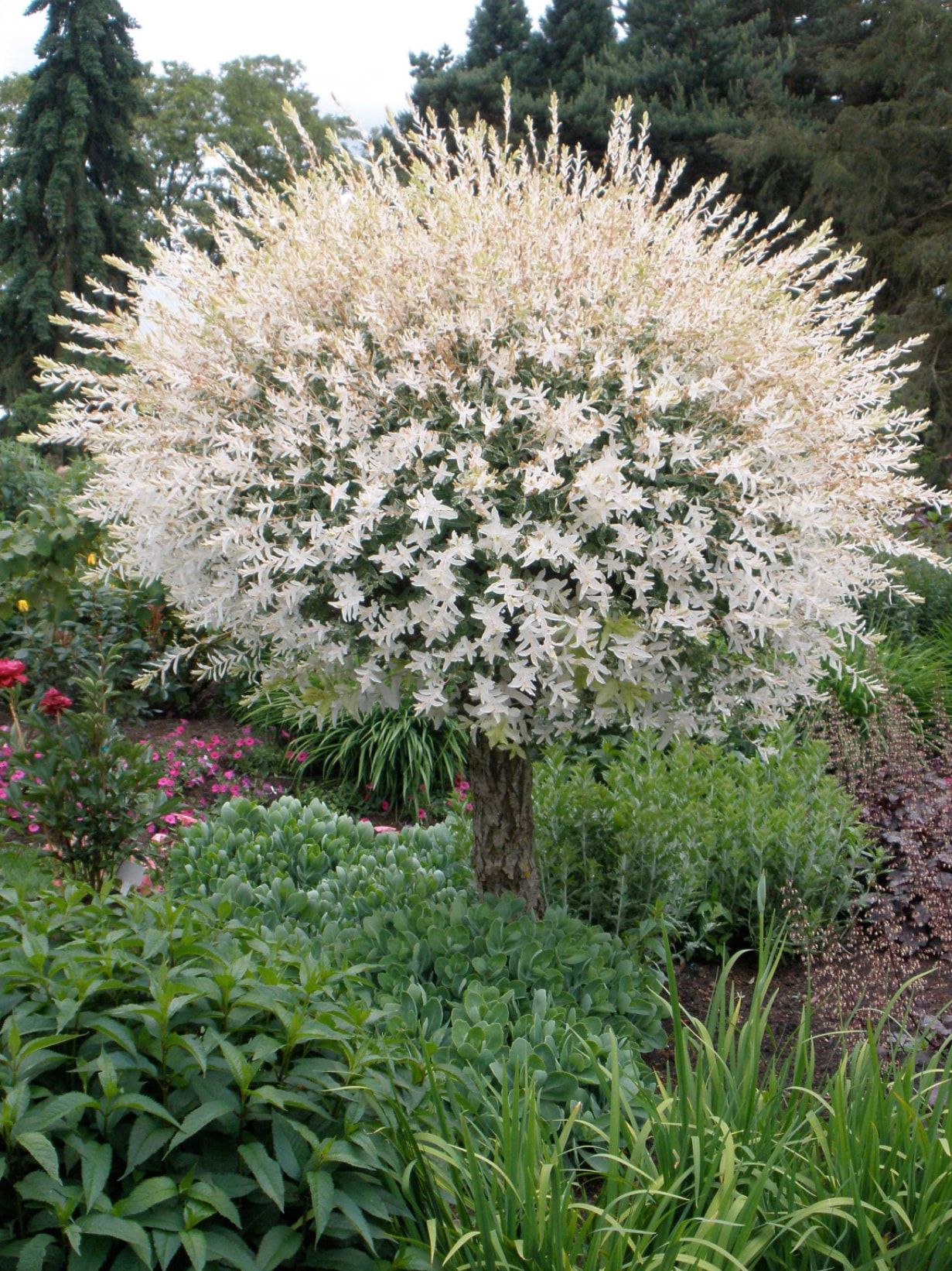 Hakura Nishiki Willow – Tree Form - Grasshopper Gardens