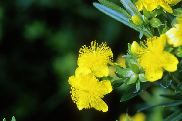 Ames Kalm St. Johnswort Hypericum - Grasshopper Gardens