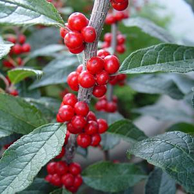 Jim Dandy Winterberry - Grasshopper Gardens