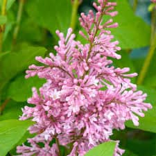 Miss Canada Lilac - Grasshopper Gardens