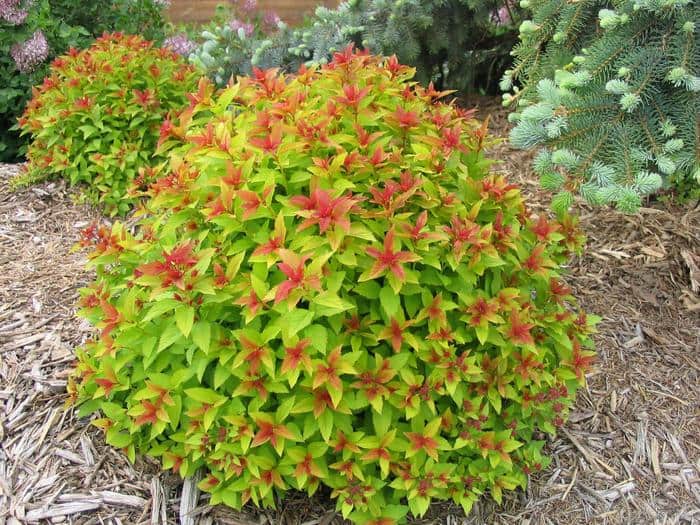 Magic Carpet Spirea - Grasshopper Gardens