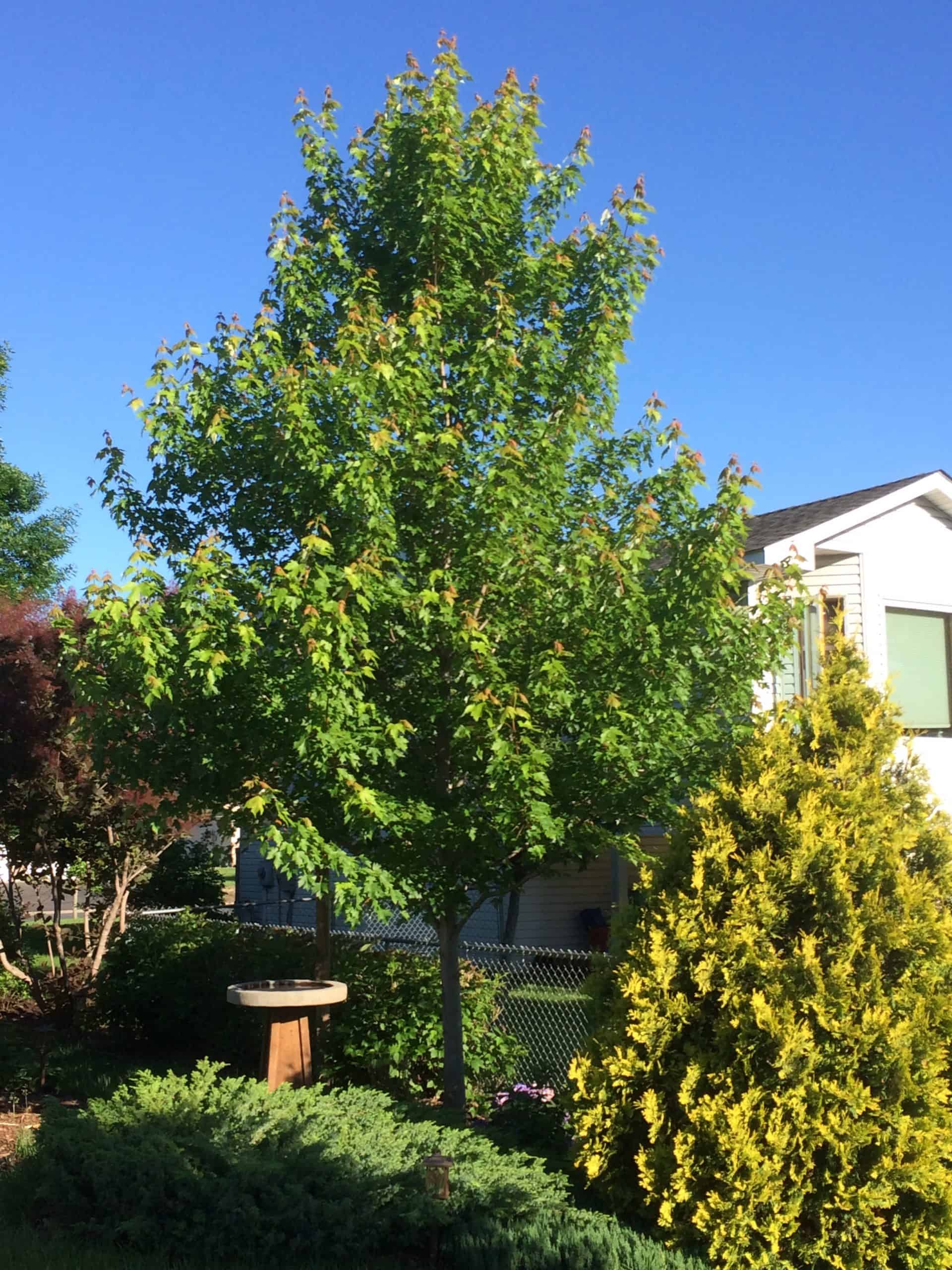 Matador Maple - Grasshopper Gardens