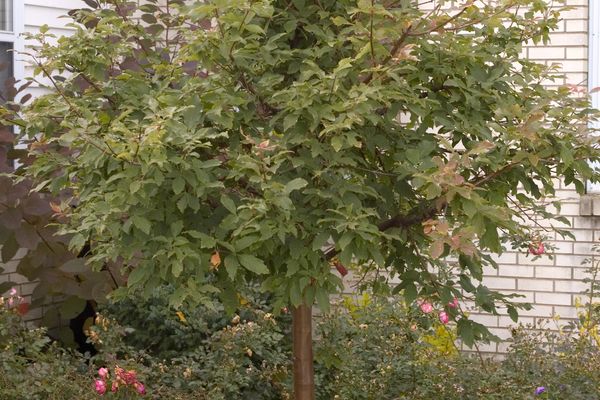 Paperbark Maple - Grasshopper Gardens