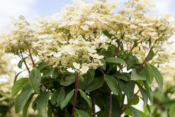 Quickfire Hydrangea ‘Tree’ - Grasshopper Gardens