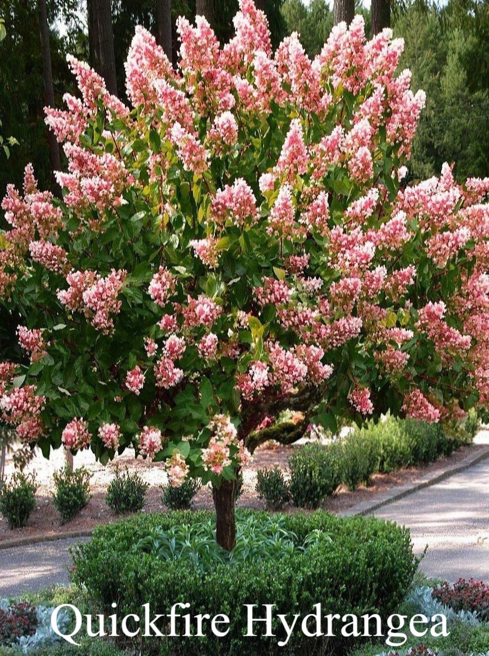 Quickfire Hydrangea ‘Tree’ - Grasshopper Gardens