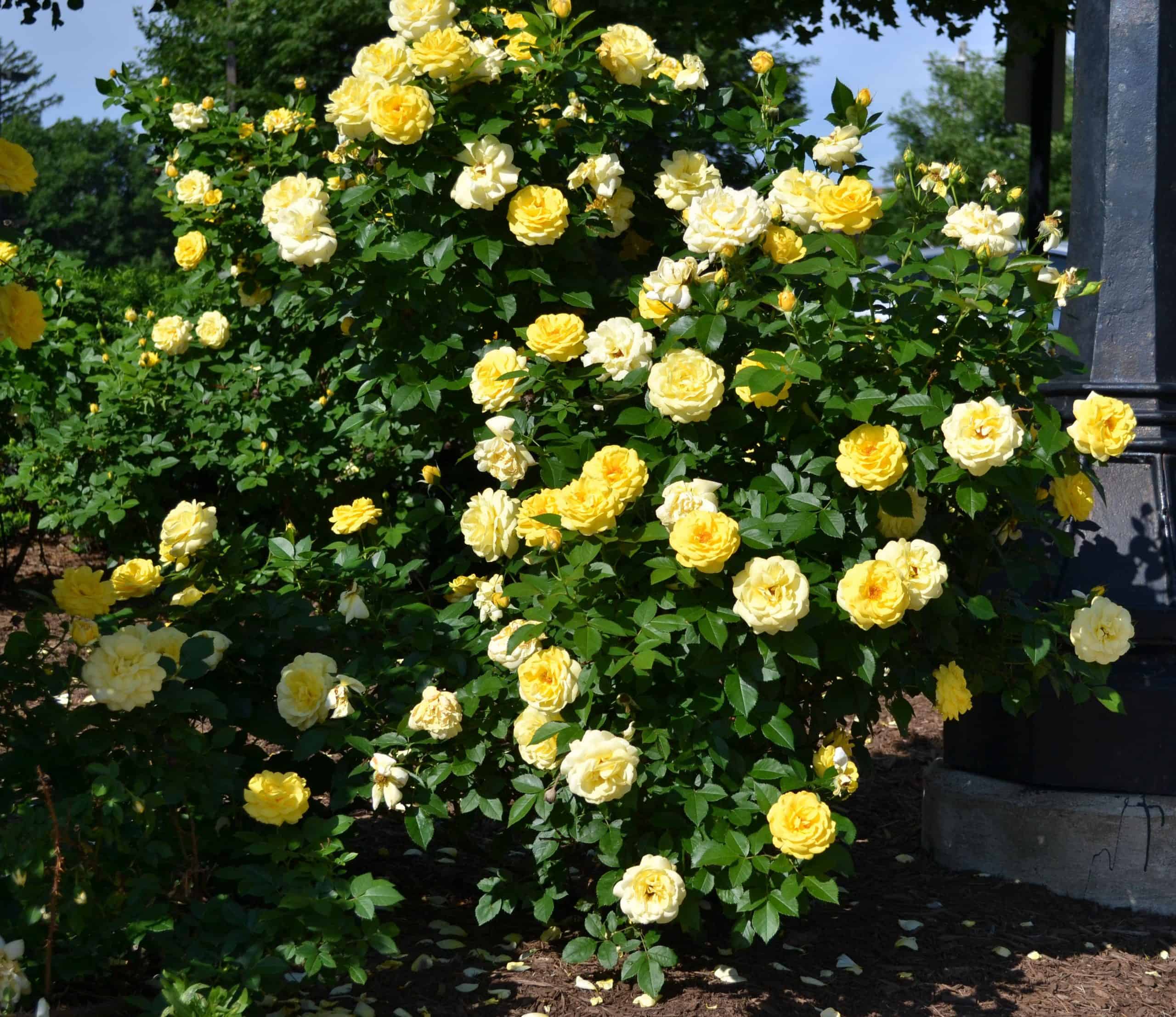 Easy Elegance High Voltage Rose - Grasshopper Gardens