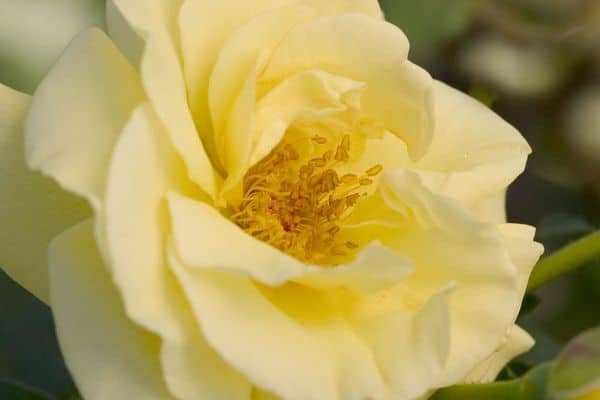 Easy Elegance High Voltage Rose - Grasshopper Gardens