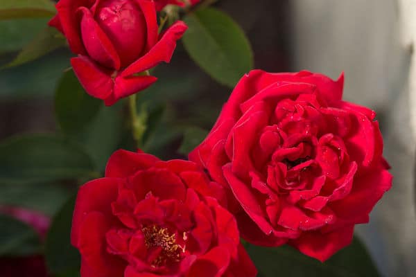 Easy Elegance Kashmir Rose - Grasshopper Gardens