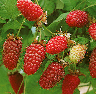 Royalty Raspberry - Grasshopper Gardens