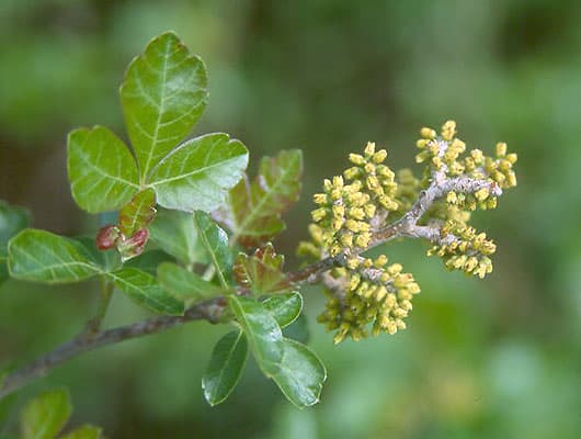 Gro-Low Sumac - Grasshopper Gardens