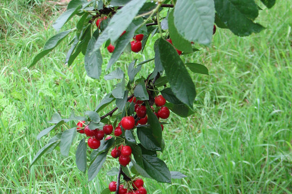 Sweet Cherry Pie - Grasshopper Gardens