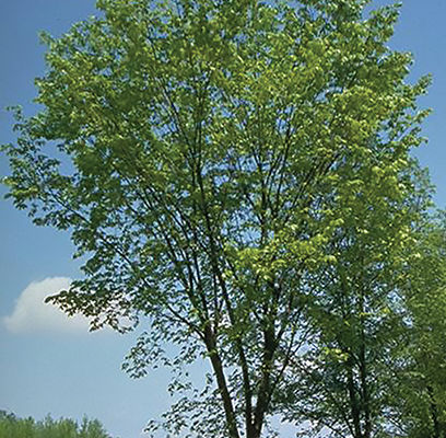 American Valley Forge Elm - Grasshopper Gardens
