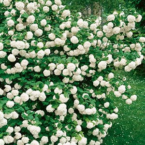 Common Snowball Viburnum - Grasshopper Gardens