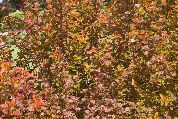 Amber Jubilee Ninebark - Grasshopper Gardens