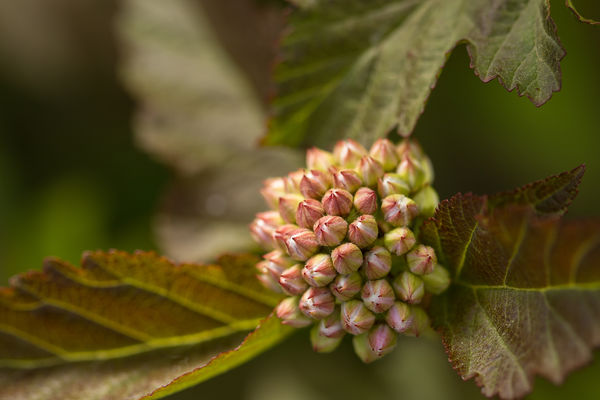 Amber Jubilee Ninebark ‘Tree’ - Grasshopper Gardens