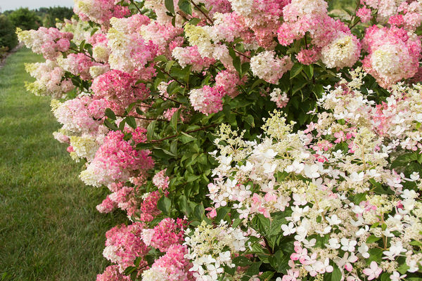 Berry White Hydrangea ‘Tree’ - Grasshopper Gardens