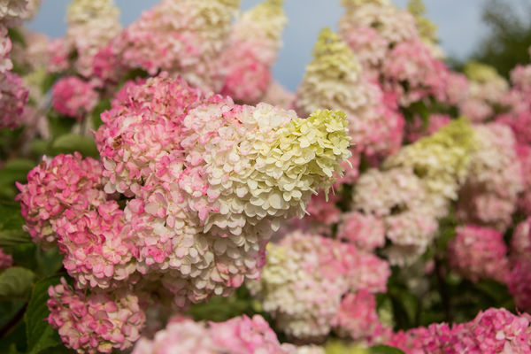 Berry White Hydrangea ‘Tree’ - Grasshopper Gardens