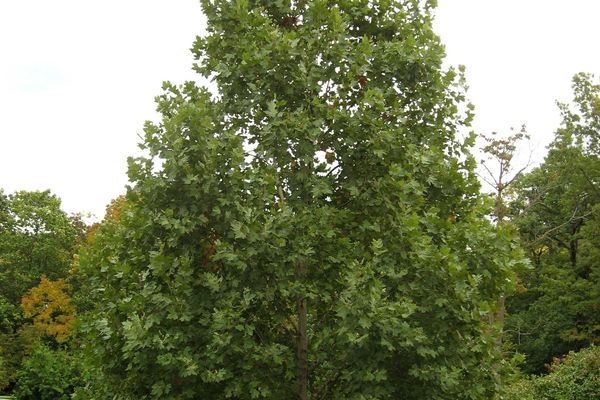 Columbia London Planetree - Grasshopper Gardens