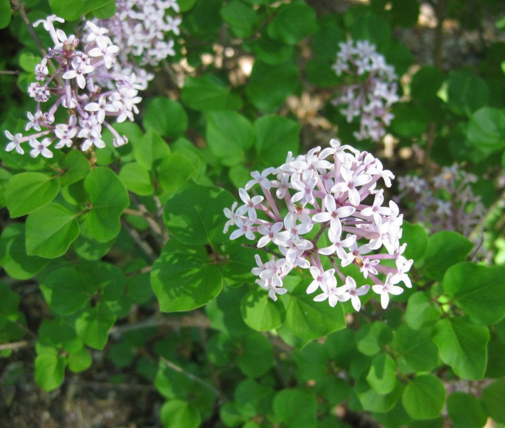 Dwarf Korean Lilac ‘Tree’ - Grasshopper Gardens