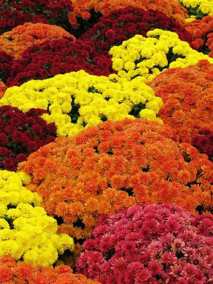 Fall Mums - Grasshopper Gardens