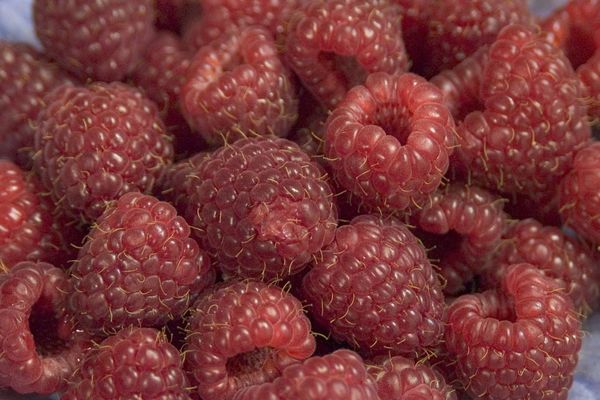 Heritage Raspberry - Grasshopper Gardens