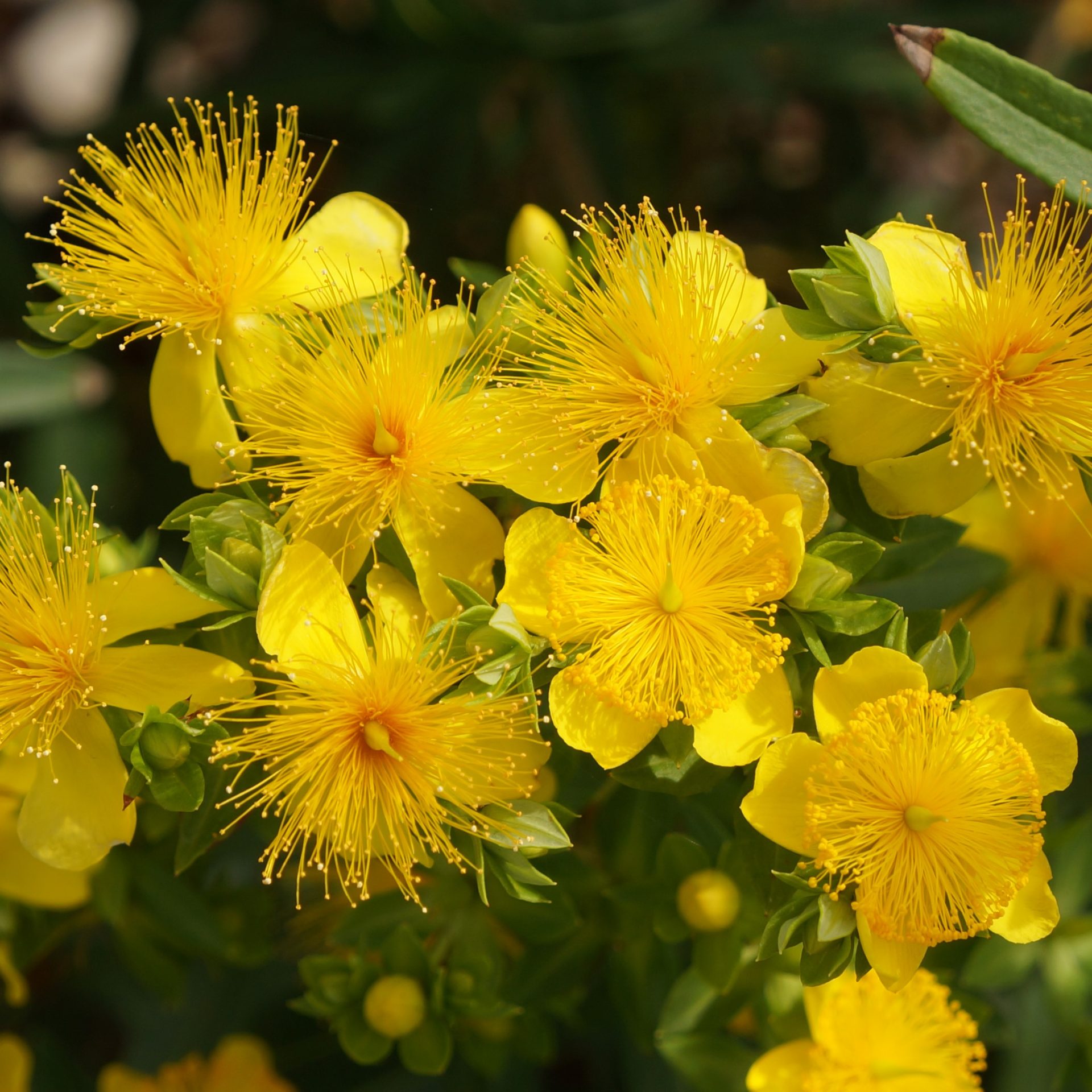 Ames Kalm St. Johnswort Hypericum - Grasshopper Gardens