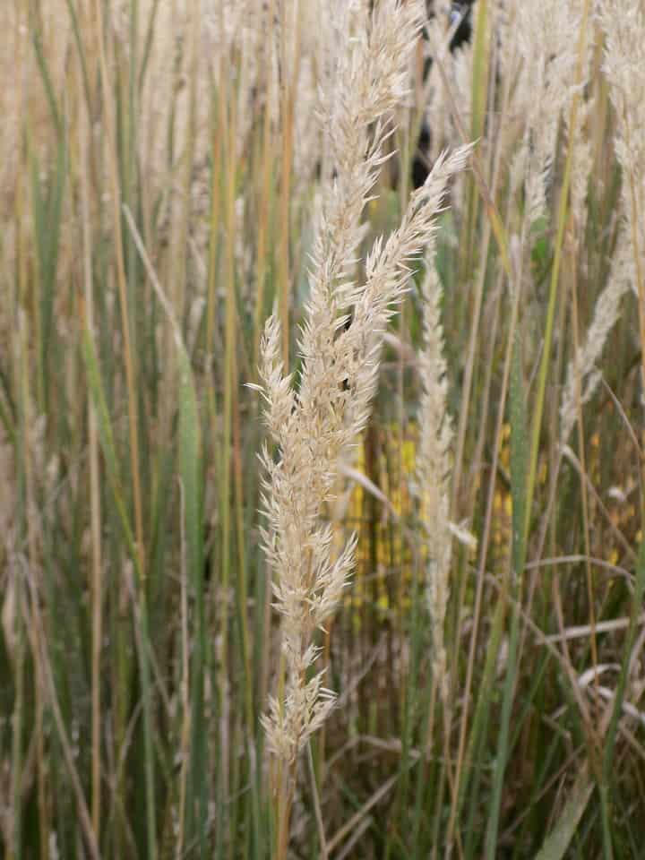 Karl Foerster Grass - Grasshopper Gardens
