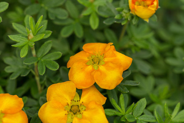 Mandarin Tango Potentilla - Grasshopper Gardens