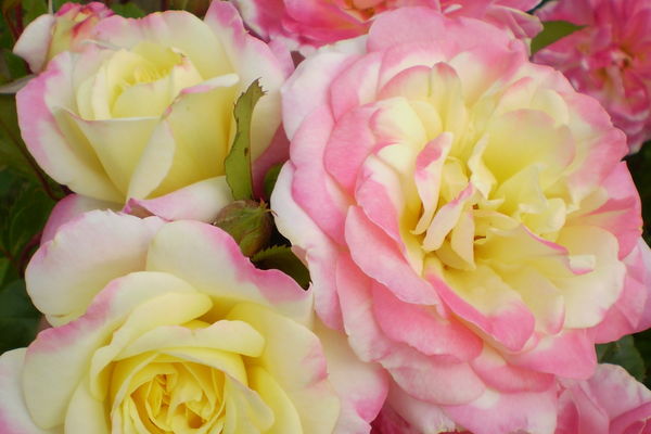 Easy Elegance Music Box Rose - Grasshopper Gardens