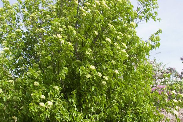 Nannyberry Viburnum - Grasshopper Gardens