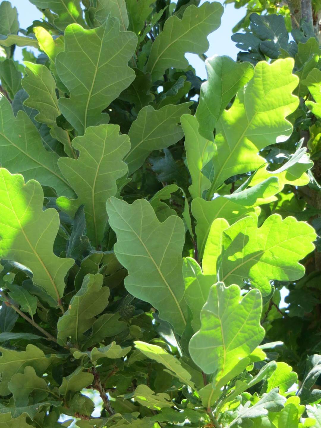 English Pyramidal-Fastigiata Oak - Grasshopper Gardens
