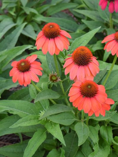 Panama Red Coneflower - Grasshopper Gardens