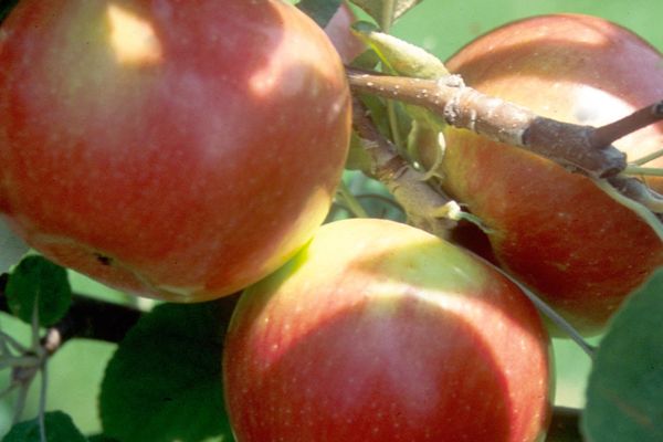 Red Regent Apple - Grasshopper Gardens