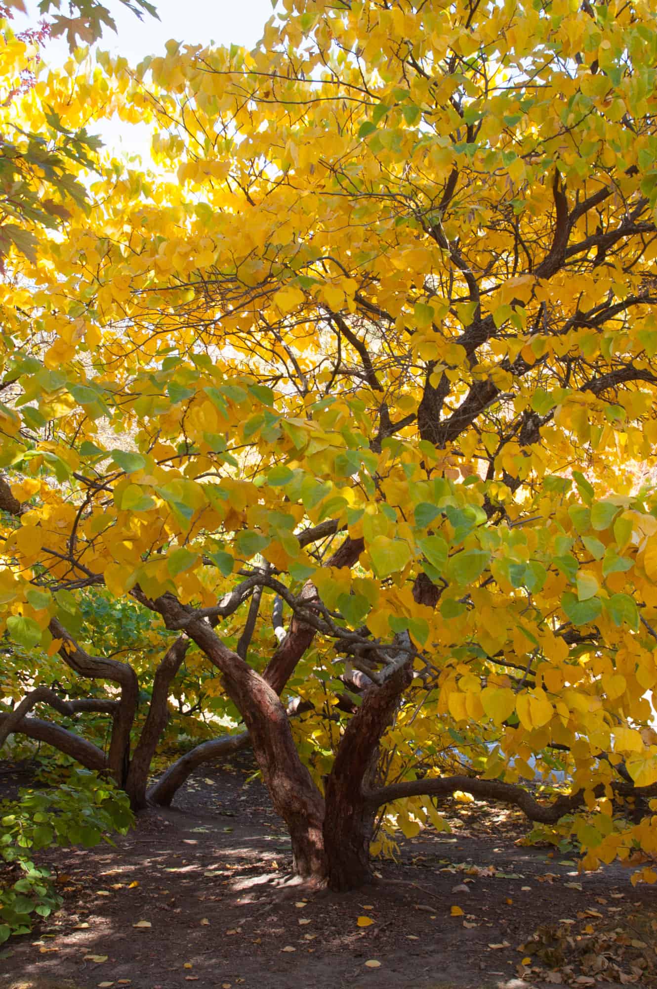 Eastern Redbud – Single Stem - Grasshopper Gardens