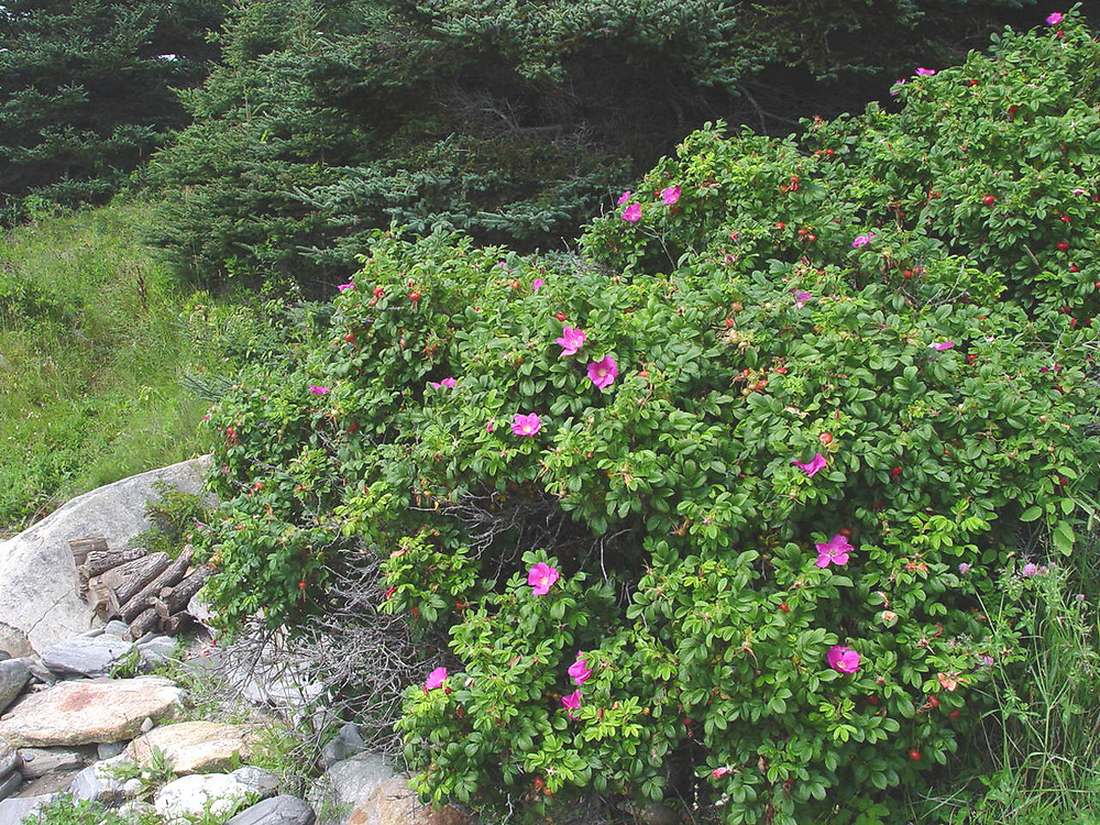 Rugosa – Mauve Rose - Grasshopper Gardens