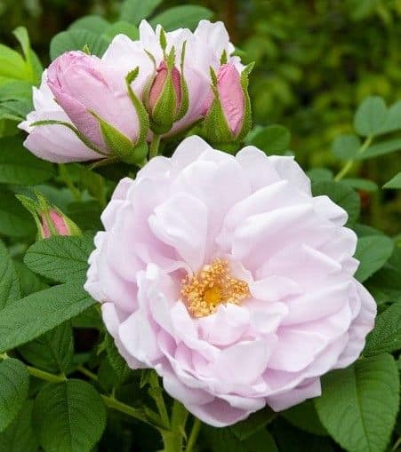 Snow Pavement Rose - Grasshopper Gardens