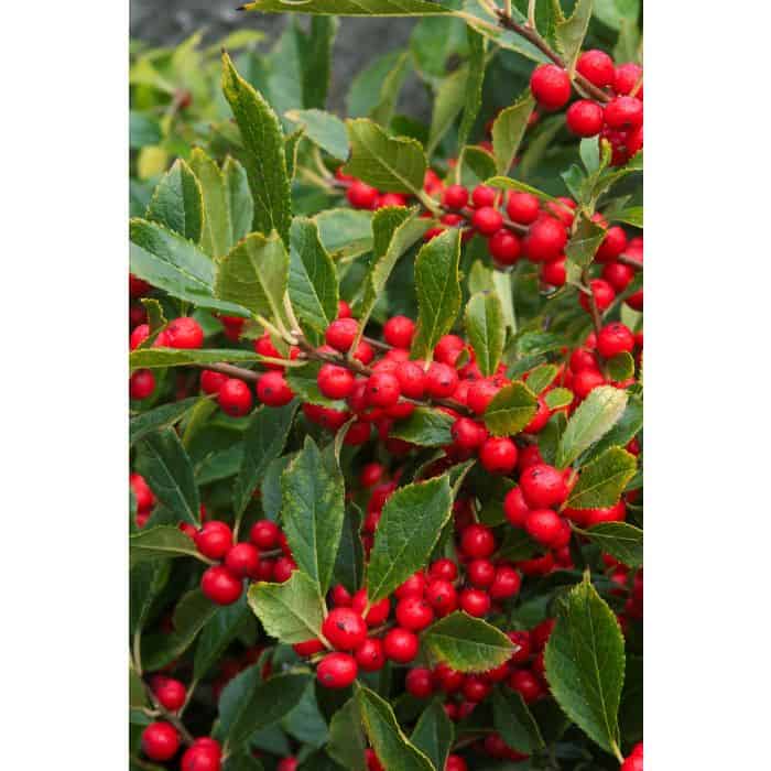 Red Sprite Winterberry - Grasshopper Gardens