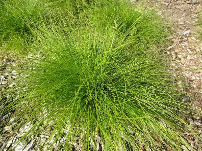 Ivory Sedge Grass - Grasshopper Gardens